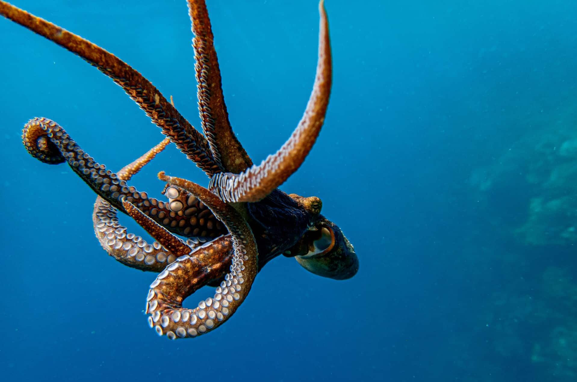Octopus’ tentacles grow with landmark battery investment - Energy Magazine
